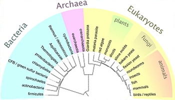 Themes in Biology: Diversity, Interdependence & Evolution - Lesson ...