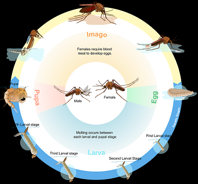 Army Ants: Facts, Types & Life Cycle | Study.com