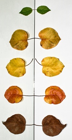 Product Life Cycle | Theory, Stages & Examples | Study.com