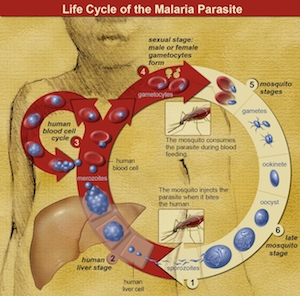 Reproduction of Microorganisms | Study.com