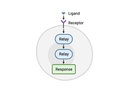 Comparing and Contrasting How Cells Communicate Practice | Biology ...