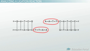 Agarose Gel Electrophoresis: Results Analysis - Lesson | Study.com
