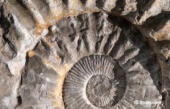 Chemical Sedimentary Rock | Definition, Types & Examples - Lesson | Study.com