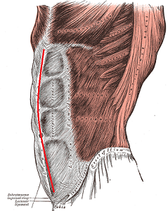 Transversus Abdominus Muscle | Function, Origin & Insertion | Study.com