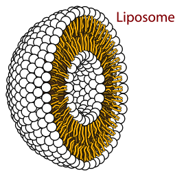 Cell Membrane Proteins | Types, Roles & Examples - Lesson | Study.com