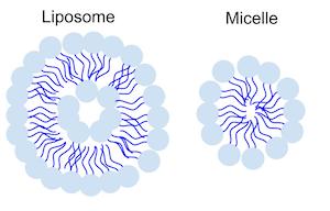 Phospholipid Bilayer | Hydrophilic & Hydrophobic Properties - Lesson ...