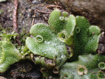 Bryology Definition, History & Significance | Study.com