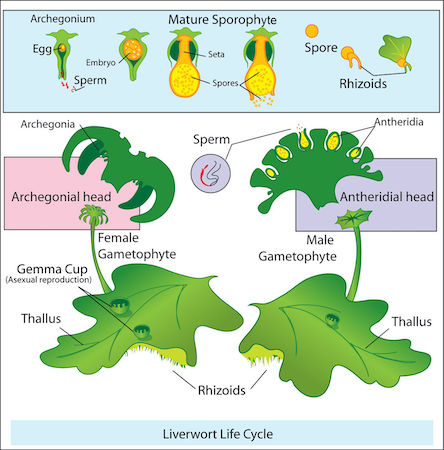 Bryophyte Lifecycle | Features, Stages & Diagram - Lesson | Study.com