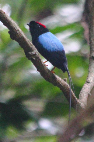Long-Tailed Manakin | Characteristics, Display & Diet | Study.com
