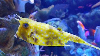 Saltwater Fish: Lesson for Kids | Study.com