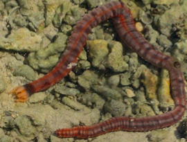 Sea Cucumber Lesson for Kids: Definition & Facts | Study.com