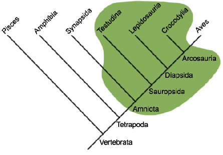 Comparing Traits and Molecular Data to the Structure of a Phylogenetic ...