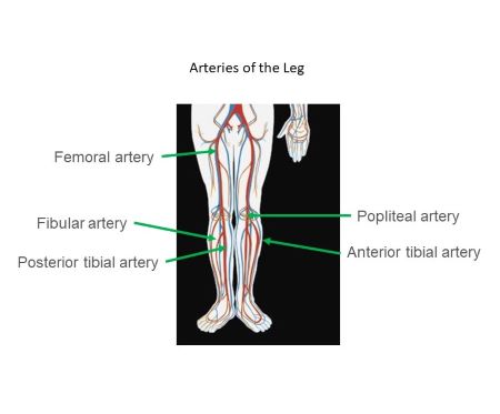 Label the following arteries. a. Popliteal artery b. Posterior tibial ...