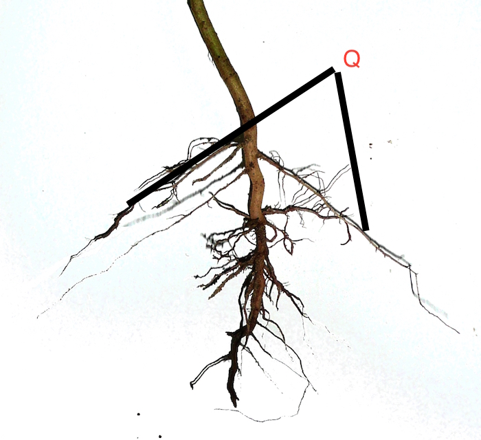GACE Biology 526 Practice Test