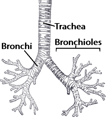 Lower Respiratory Tract: Lesson for Kids | Study.com