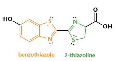 Firefly luciferin is the compound that enables fireflies to glow. a ...