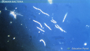 Archaebacteria vs Eubacteria | Structure & Characteristics - Lesson ...