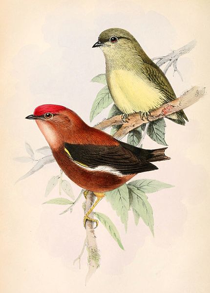 What is a Club-Winged Manakin? | Study.com