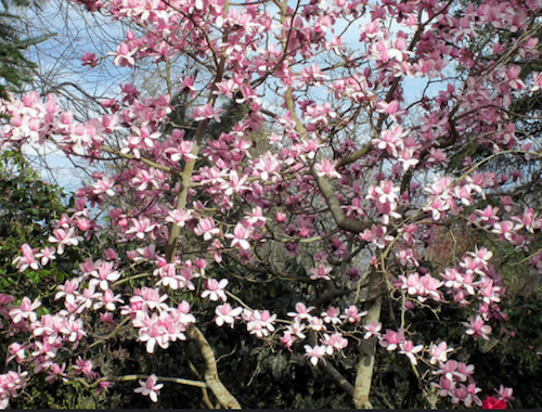 Flashcards - Deciduous Forest Plants List & Flashcards | Study.com