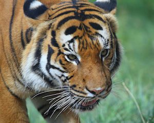 Malayan Tiger: Lesson for Kids | Study.com