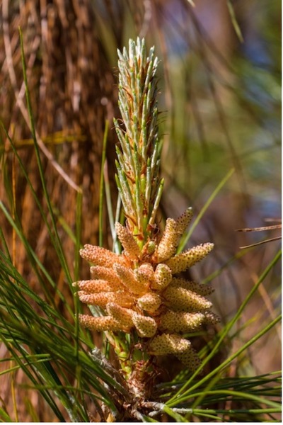 Pollen | Definition, Benefits & Production | Study.com