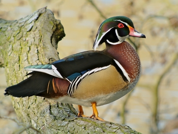 Wood Duck Facts: Lesson for Kids | Study.com