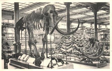 Evolution of Mammals | Evolutionary Tree & Appearance - Lesson | Study.com