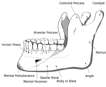 Masseter Muscle: Action, Origin & Insertion | Study.com