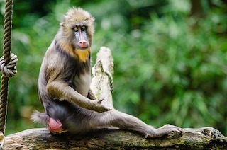 Monkey Story for Kids | Study.com