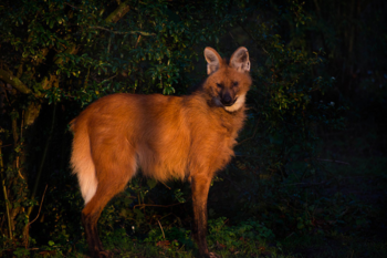 Maned Wolf Facts: Lesson for Kids | Study.com
