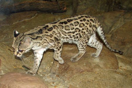 Margay Facts, Characteristics & Habitat | Study.com