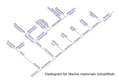 Analyzing Phylogenetic Trees and Cladograms via Nodes, Groups or Lineages to Support Speciation ...