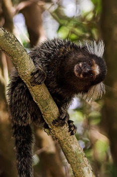 Marmoset: Habitat & Diet | Study.com