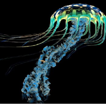 Examples Of Phylum Cnidaria Characteristics Ivo Boby Cnideria 10 7