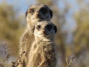 Altruism in Biology | Overview & Examples | Study.com