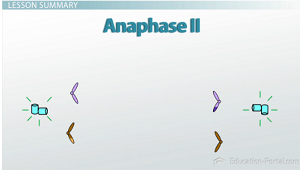 Meiosis II Definition, Stages & Concept Map - Lesson | Study.com