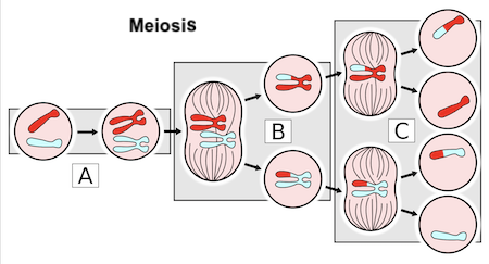 Interpreting Models of Mitosis & Meiosis Practice | Biology Practice ...