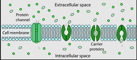 Predicting the Effects of Internal Membranes & Membrane Bound ...