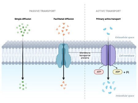 Comparing the Movement of Polar & Nonpolar Substances through the Cell ...