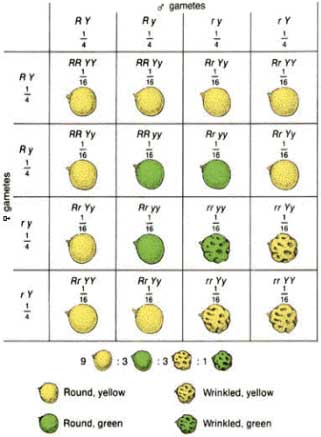 Dihybrid Cross | Definition, Process & Examples - Lesson | Study.com