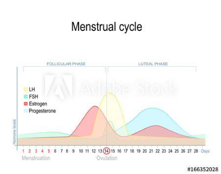 Female Reproductive System: Cycles of Egg Development & Release | Study.com