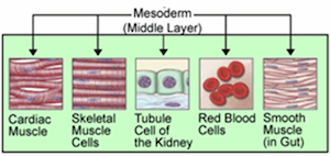 Chordata Germ Layers | Study.com