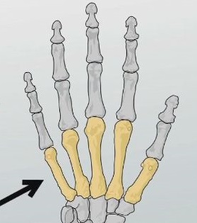 Flashcards - Bone Flashcards | Study.com