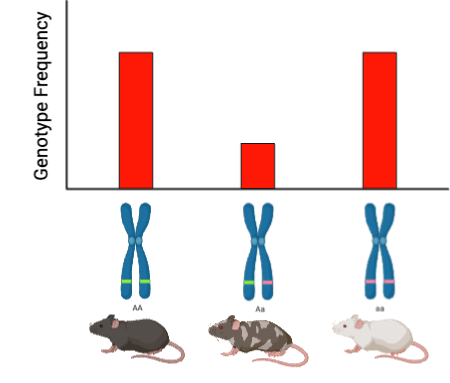Using Data to Identify Examples of Stabilizing Selection, Disruptive ...
