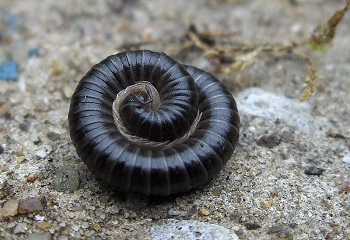 Millipede Facts: Lesson for Kids | Study.com