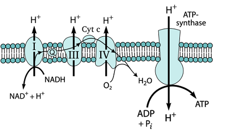 Electron Carriers in Cellular Respiration | Role & Process - Video ...