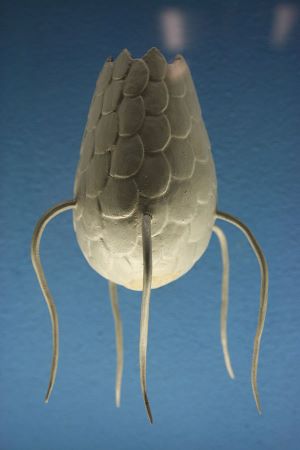 Pseudopodia Definition, Function & Pseudopods - Lesson | Study.com