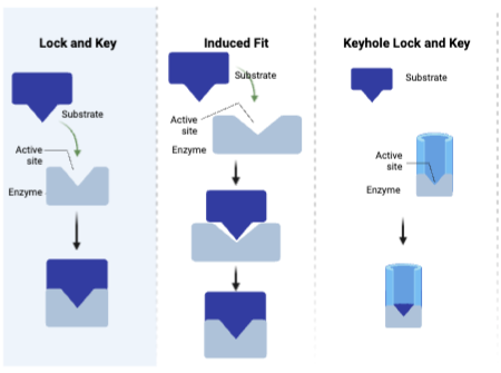 Predicting How Changing a Substrate's Structure Will Affect its ...