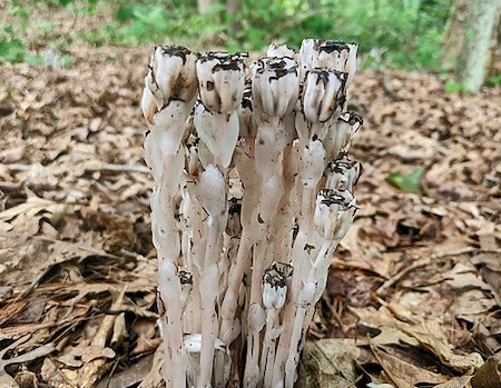 Nutrition in Plants | Overview & Examples - Lesson | Study.com