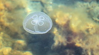 Moon Jellyfish | Habitat & Life Cycle | Study.com